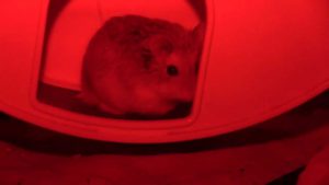 Red Night Light | Mattress Fashion